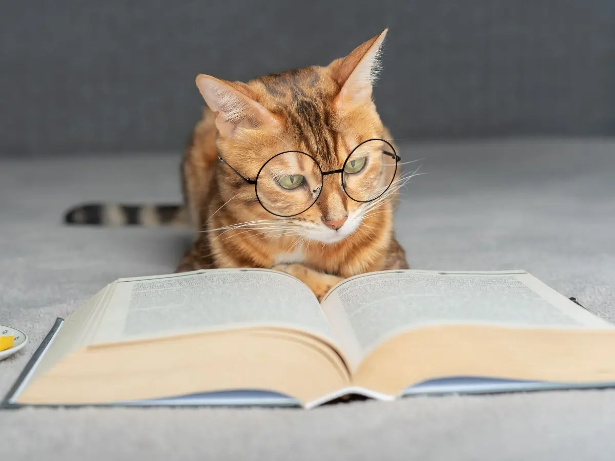 Git: Hướng dẫn cơ bản cho người mới bắt đầu